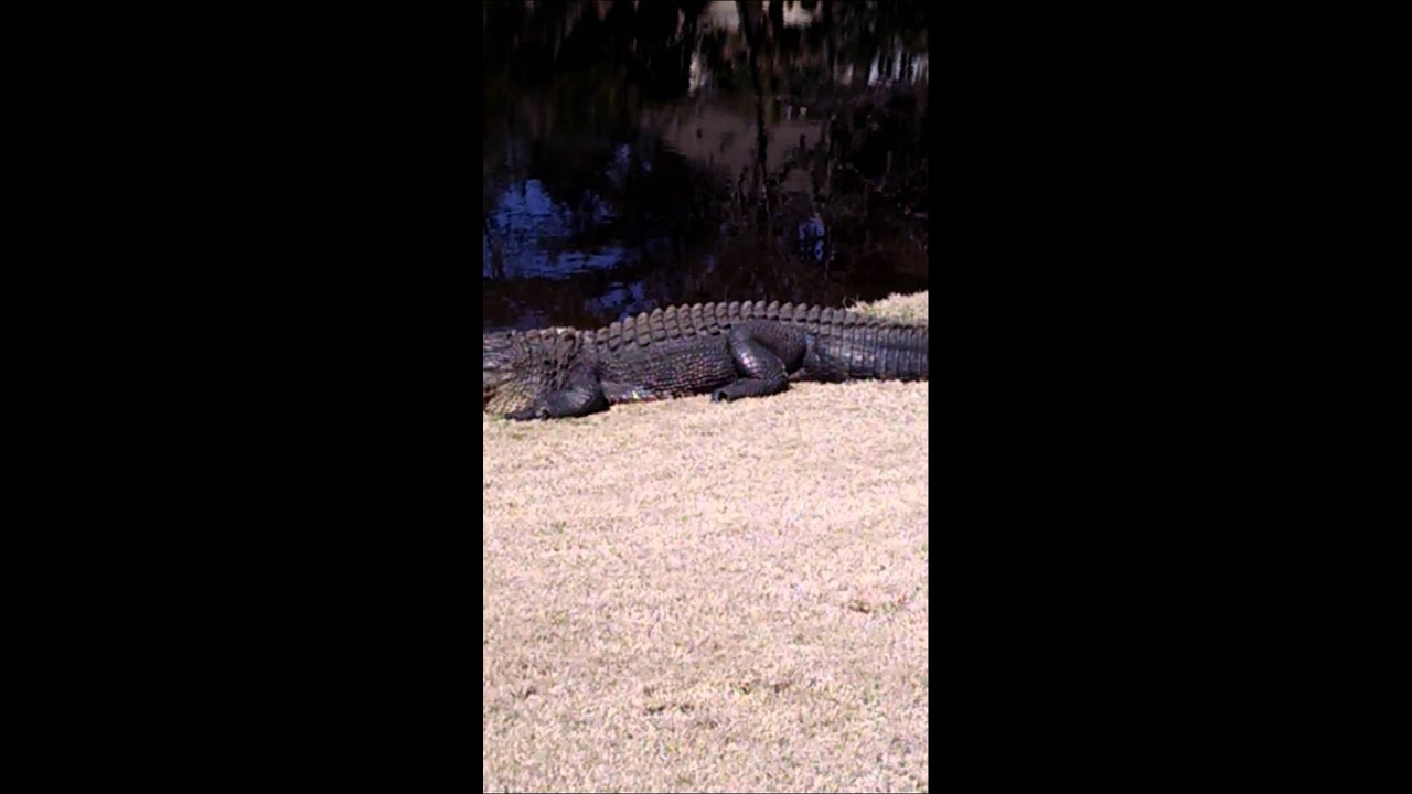 15 foot alligator on golf course - YouTube