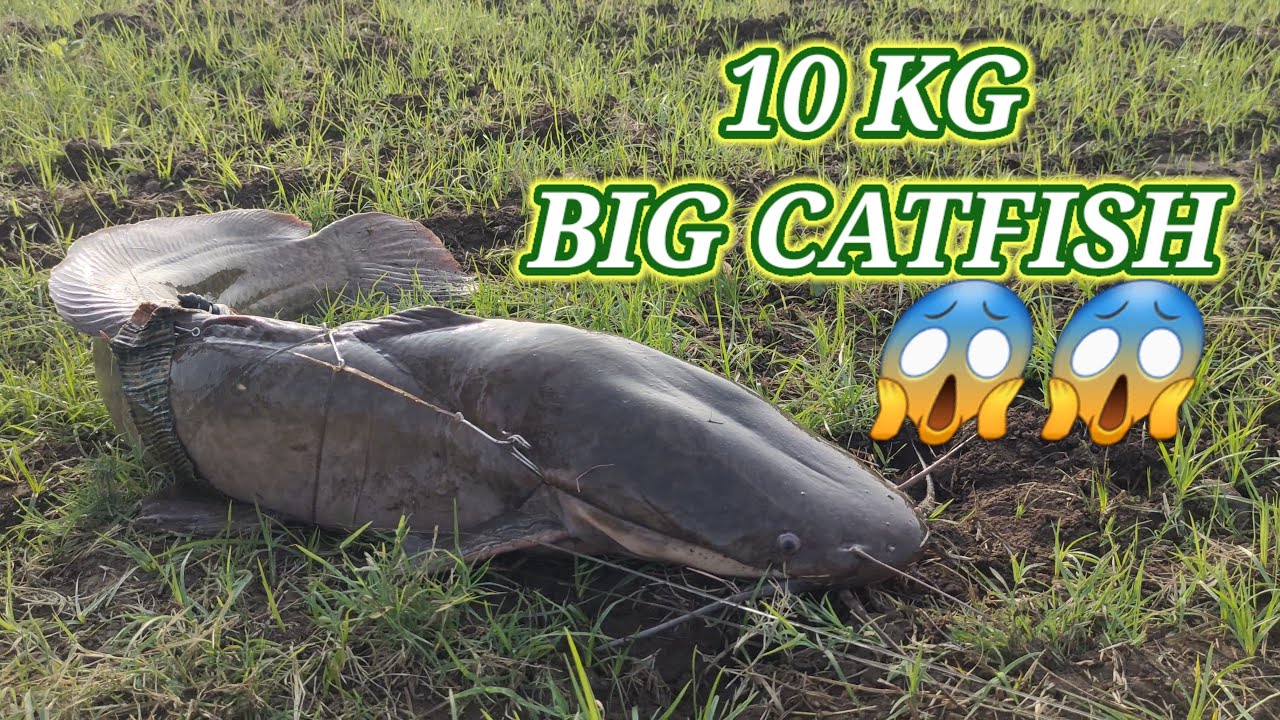 Huge Incredible Catfish || Mangur Machli ||Big Cat Fish - YouTube