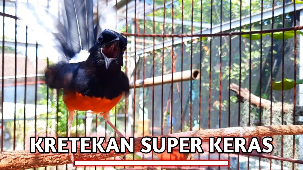 Kretekan SUPER KERAS Memukul Lawan Auto EMOSI BONGKAR ISIAN - YouTube