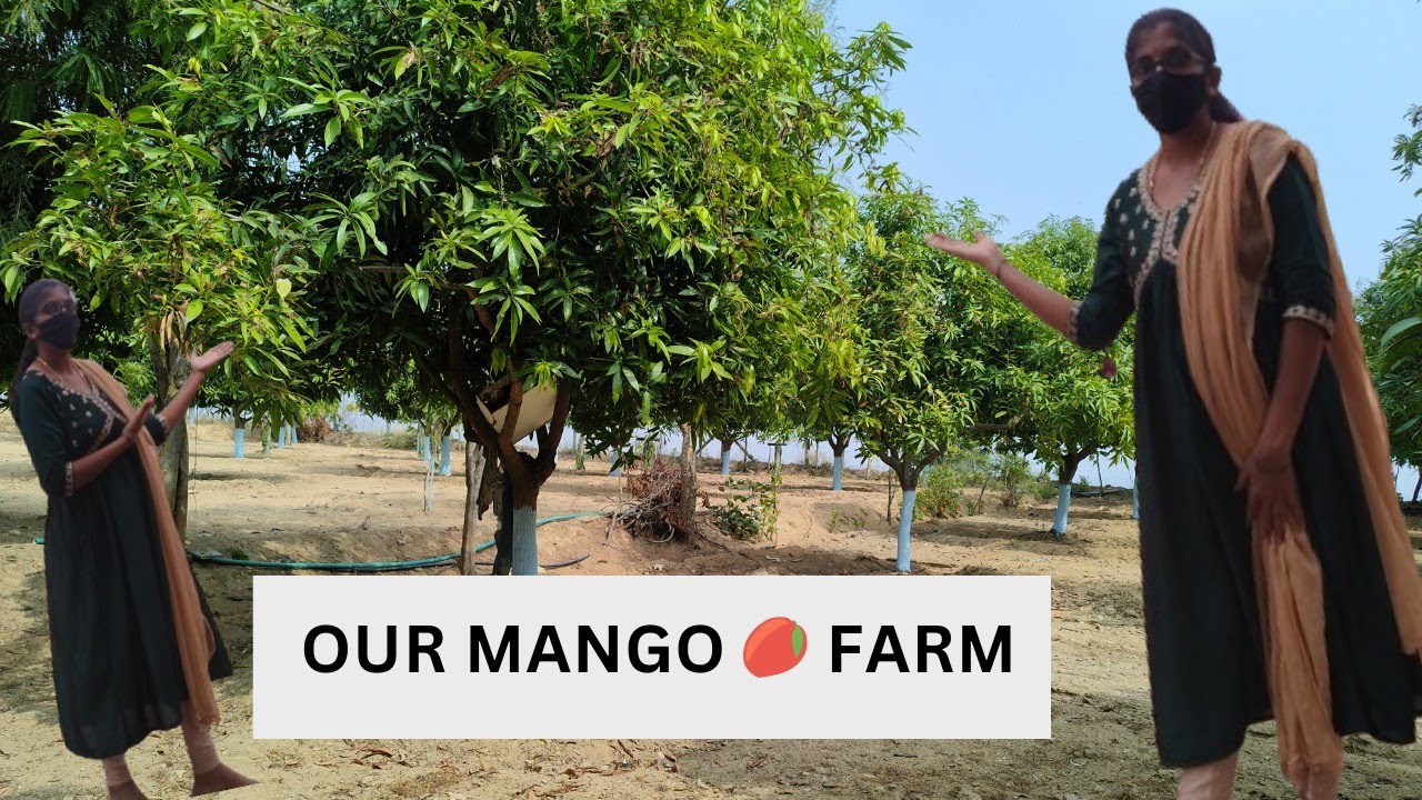 ||Our mango 🥭🥭 Farm house|| Farm tour||మామిడి తోట - YouTube
