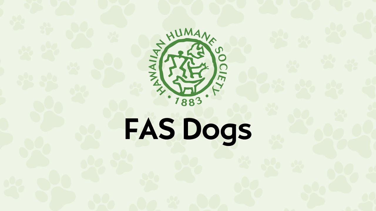 FAS Dogs - YouTube