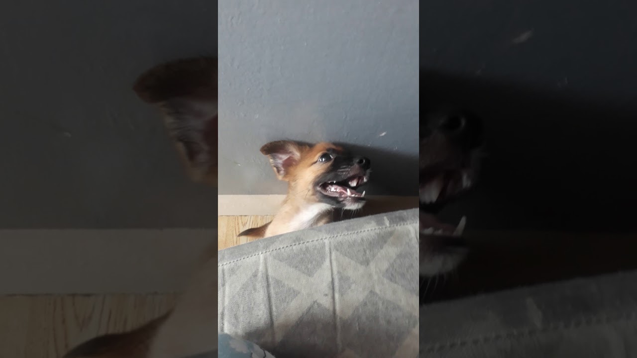 How to tich dog - YouTube