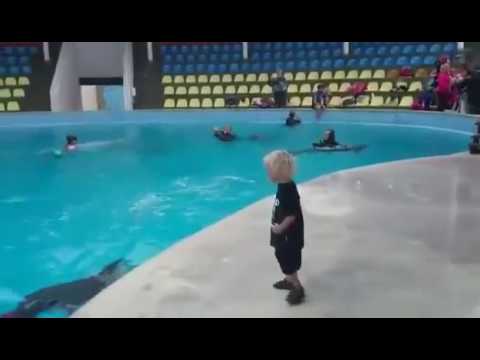 Dolphin Plays Ball with Kid (Çocukla Top Oynayan Yunus)