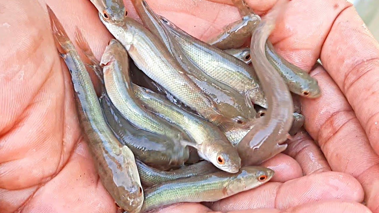 শোল মাছ চাষের নতুন পদ্ধতি আবিষ্কার পুকুরে প্রস্তুতি করবেন | পাঁচ থেকে ...