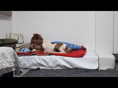 Tiny pony recovers in a fourth-floor apartment in Croatia
