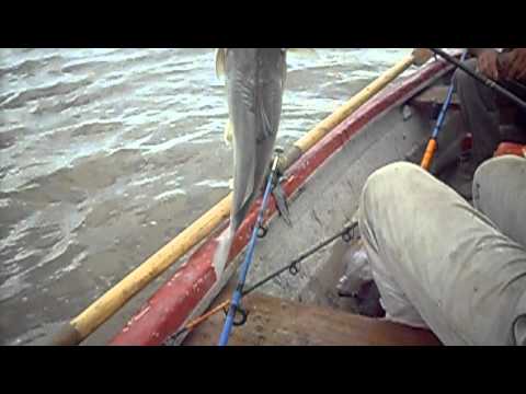 moncholo grande pescado por maxilito - YouTube