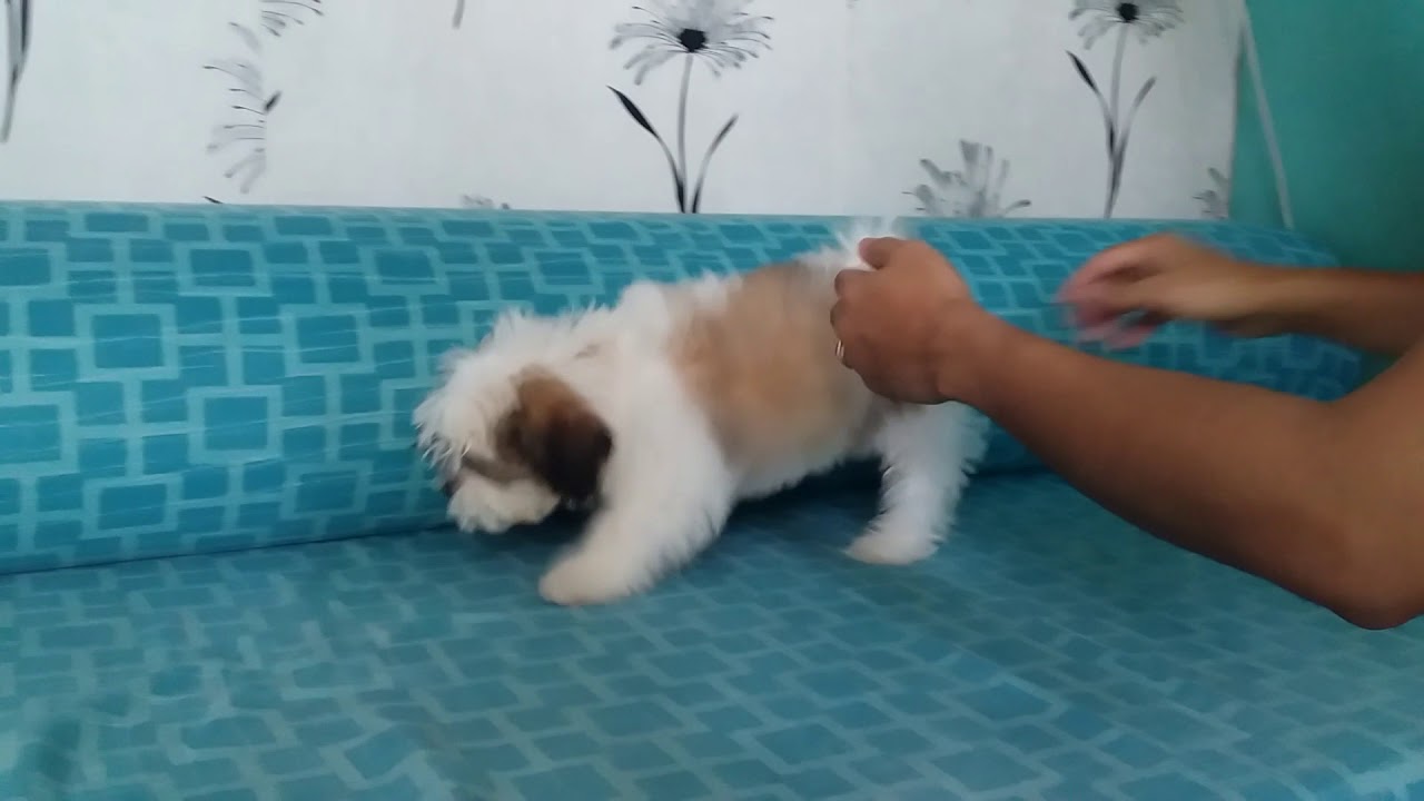 dog's basic training - YouTube