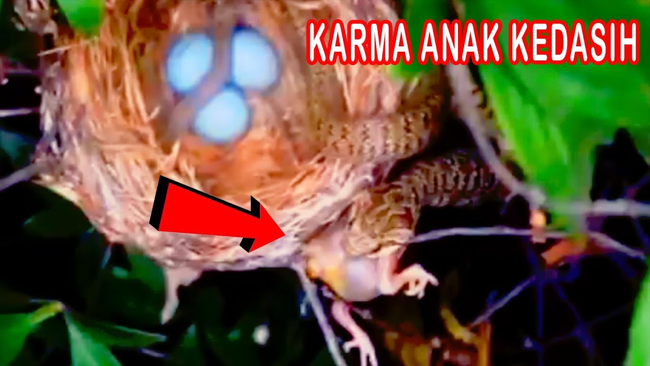 Kedasih !! Bayar Kontan Karma Anak Kedasih #kedasih #anakkedasih # ...