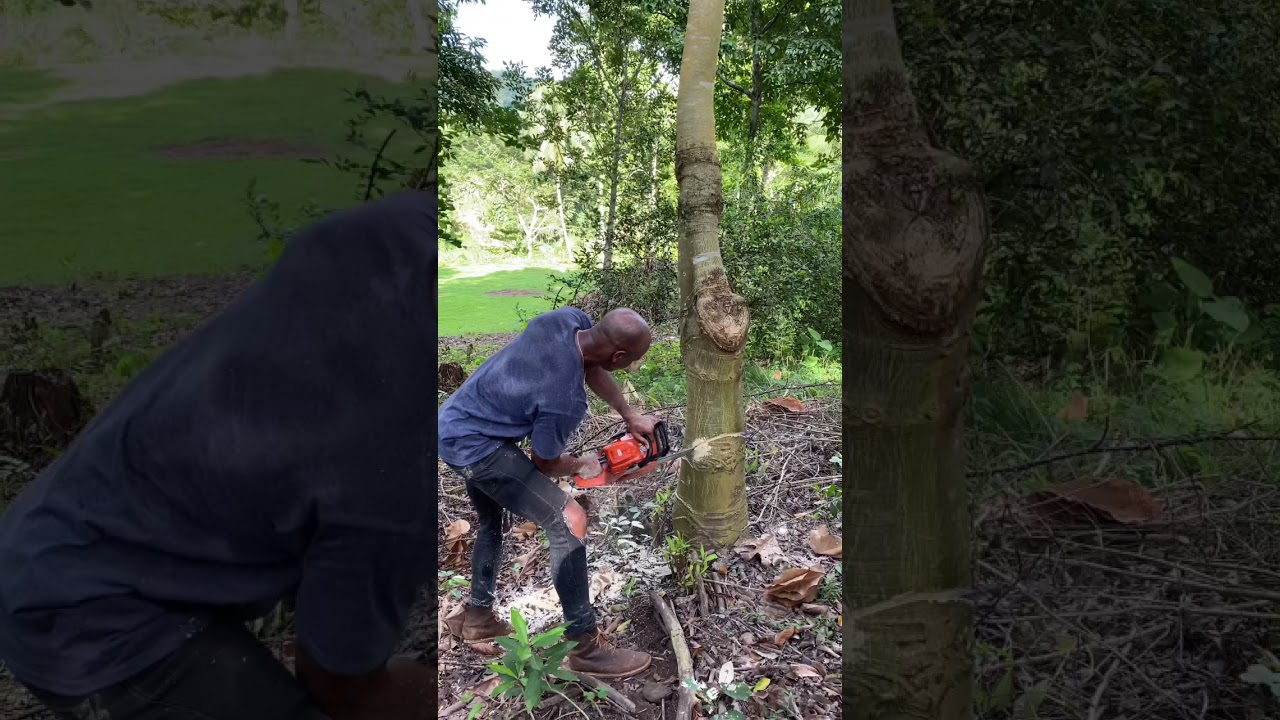 Timber!!! #short - YouTube