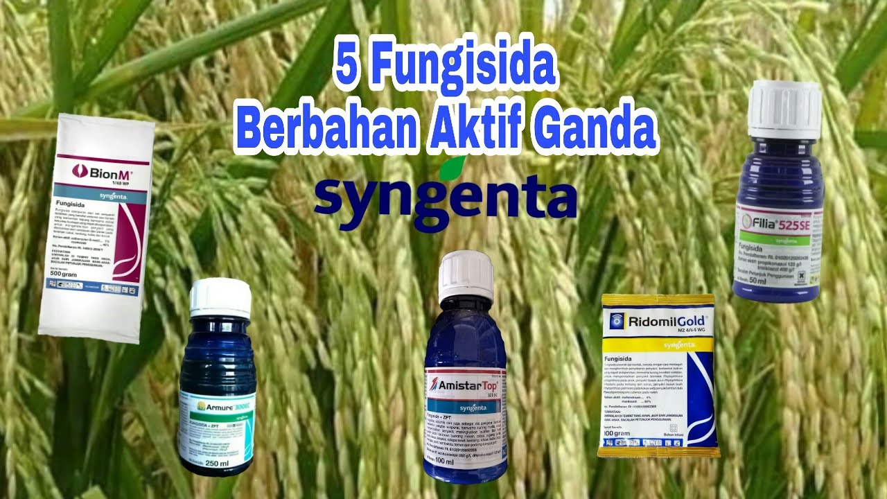 5 Fungisida Berbahan Aktif Ganda dari Syngenta - YouTube