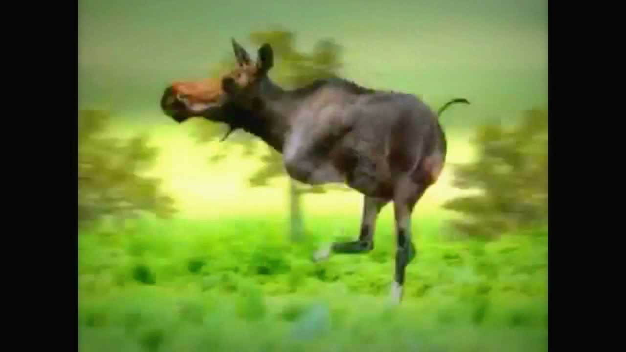 The retarted running moose part 2 oh yeah!! - YouTube