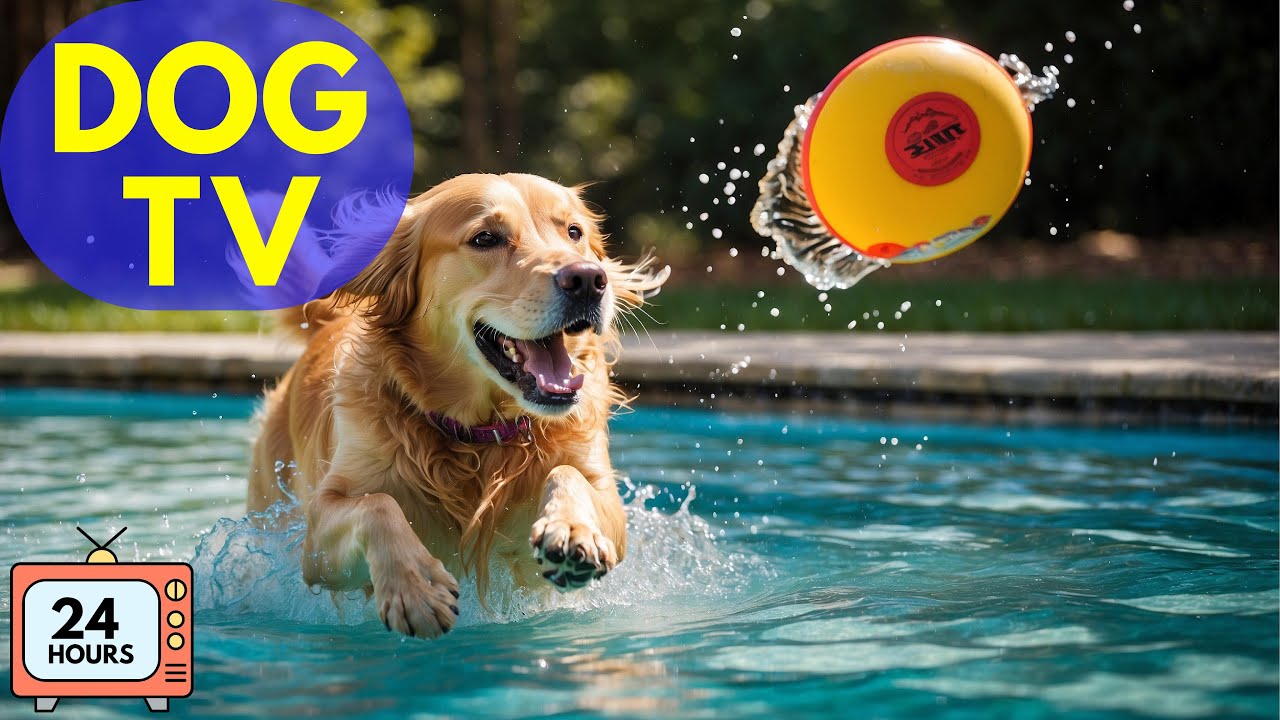 DOG TV: 24 Hours of Dog Music & Videos to Help Anxious Dogs Relax When ...