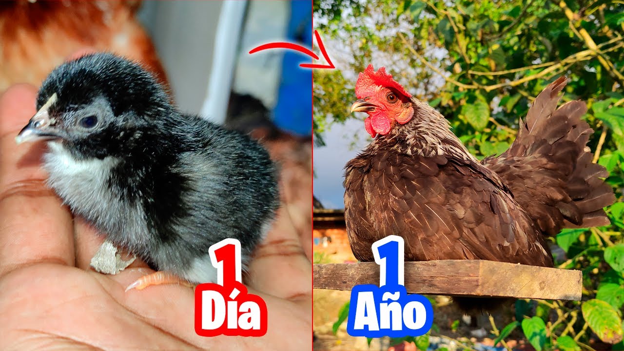 Desarrollo de Gallina Miniatura Nagasaki Mes a Mes - YouTube