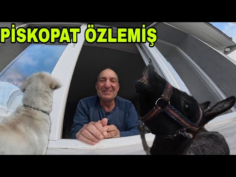 AMELİYAT OLAN BABAMA HAYVANLARIN TEPKİSİ.ŞİFA YEMEKLERİ YAPIYORUZ..