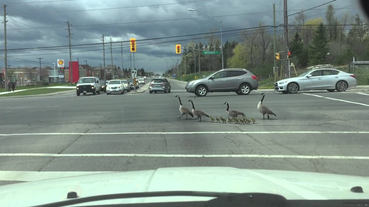 Geese crossing the street in Canada - YouTube