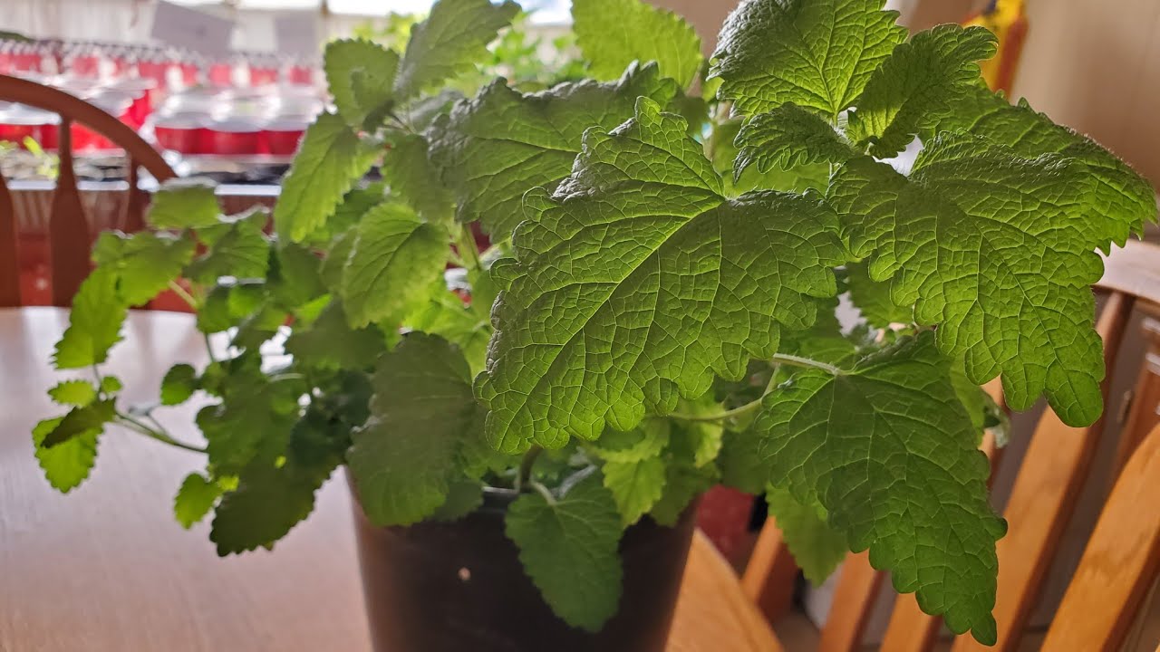 HERBS: LEMON BALM PLUS A LITTLE NEVADA TALK - YouTube