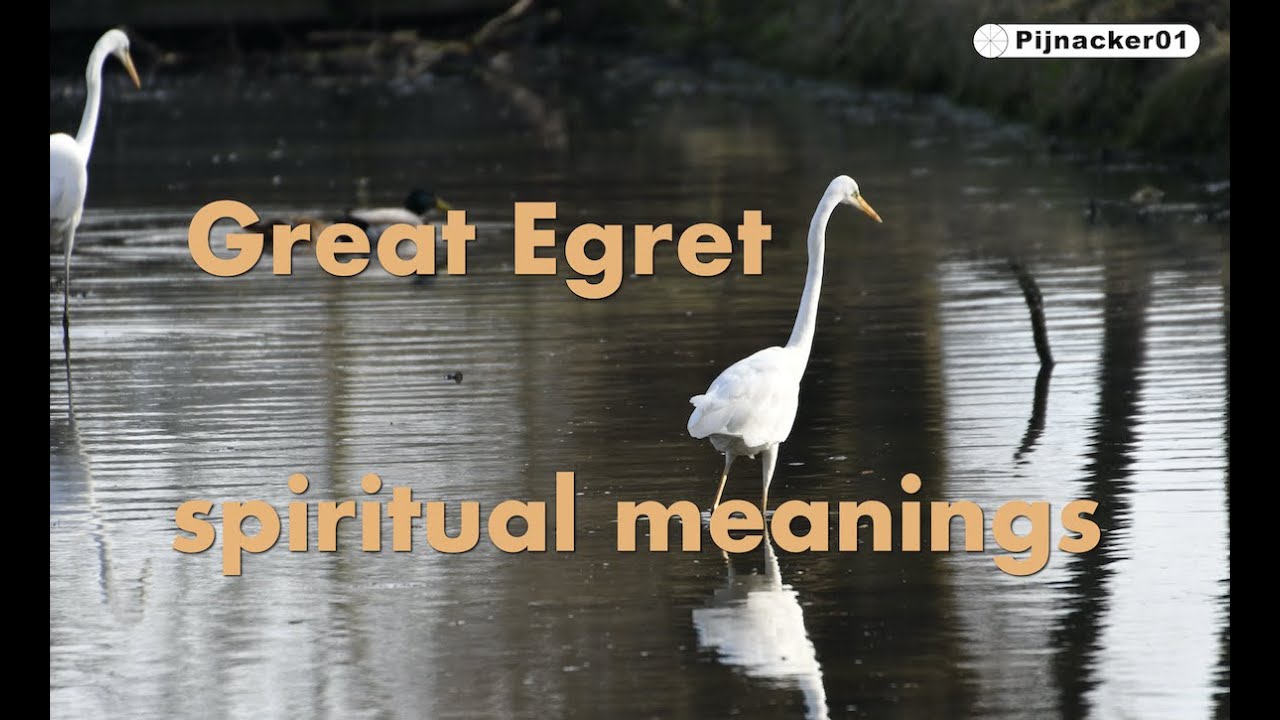 Great egret spiritual meaning - YouTube