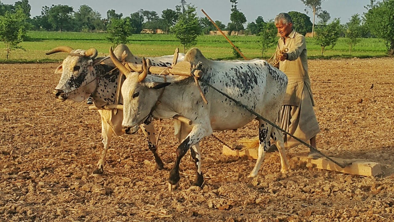 Old Man Utilizes Bull power to plow Field || Ploughing with Bulls ...