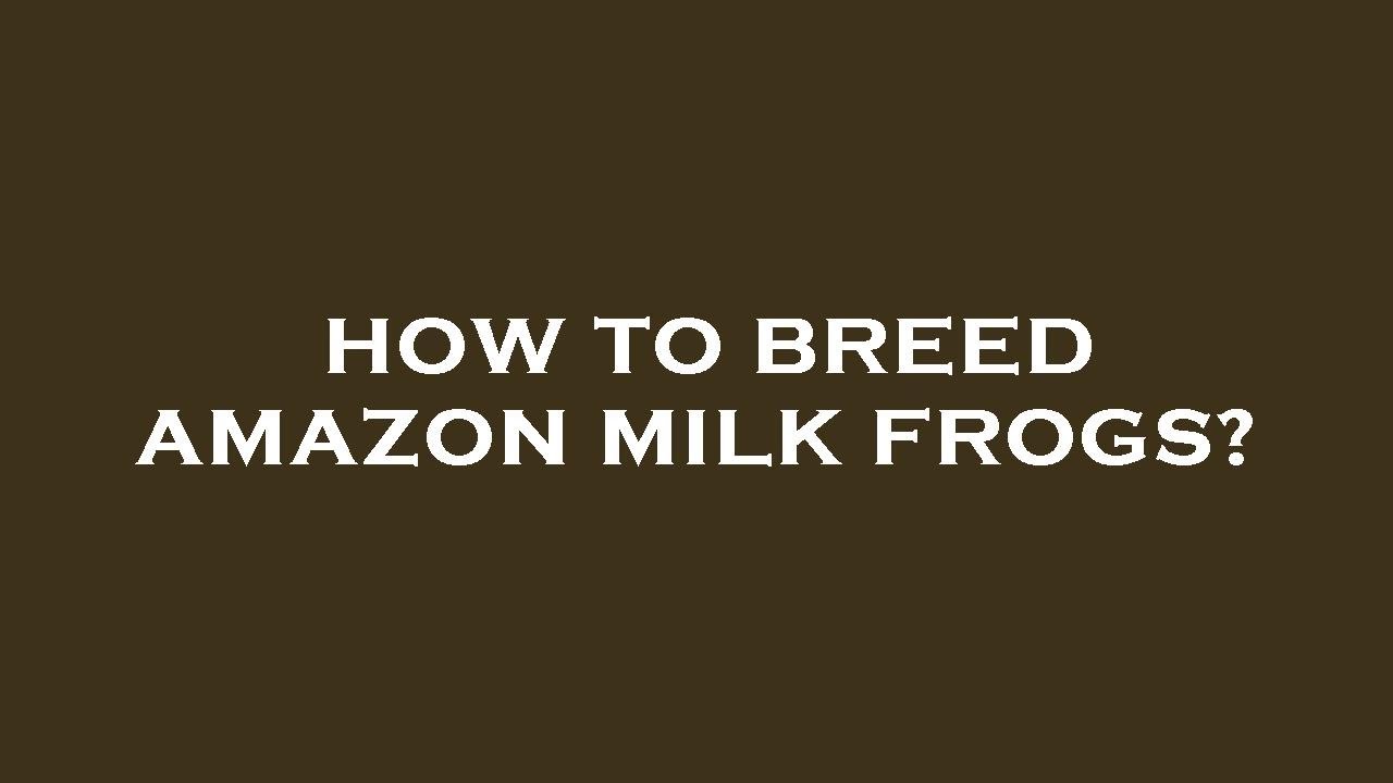 How to breed amazon milk frogs? - YouTube