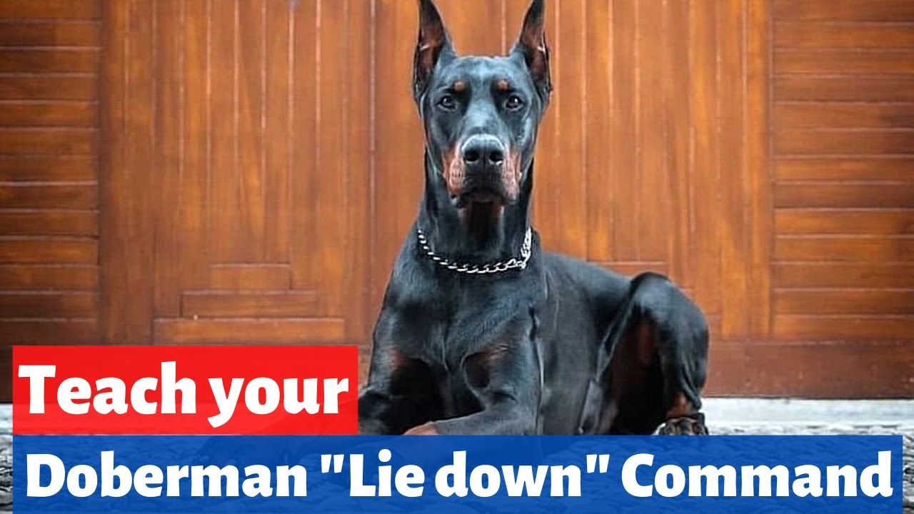 How to Train your Doberman dog to "Lie Down" on Command? - YouTube