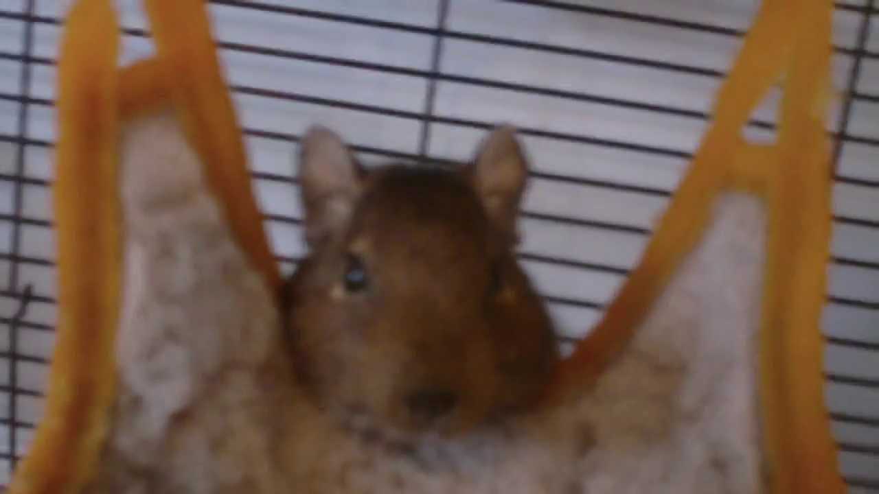 New Degu Cage Set-UP for the 6 boys - YouTube