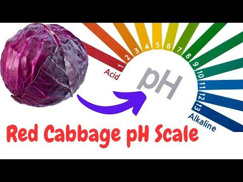 How to Make Red Cabbage Indicator (test acids and bases) - YouTube