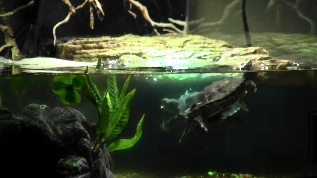 Exo Terra tank - YouTube