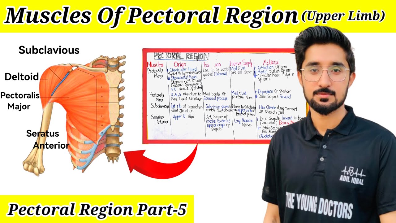 Pectoral Region-6|Muscles Of Pectoral Region|Upper Limb Anatomy | - YouTube