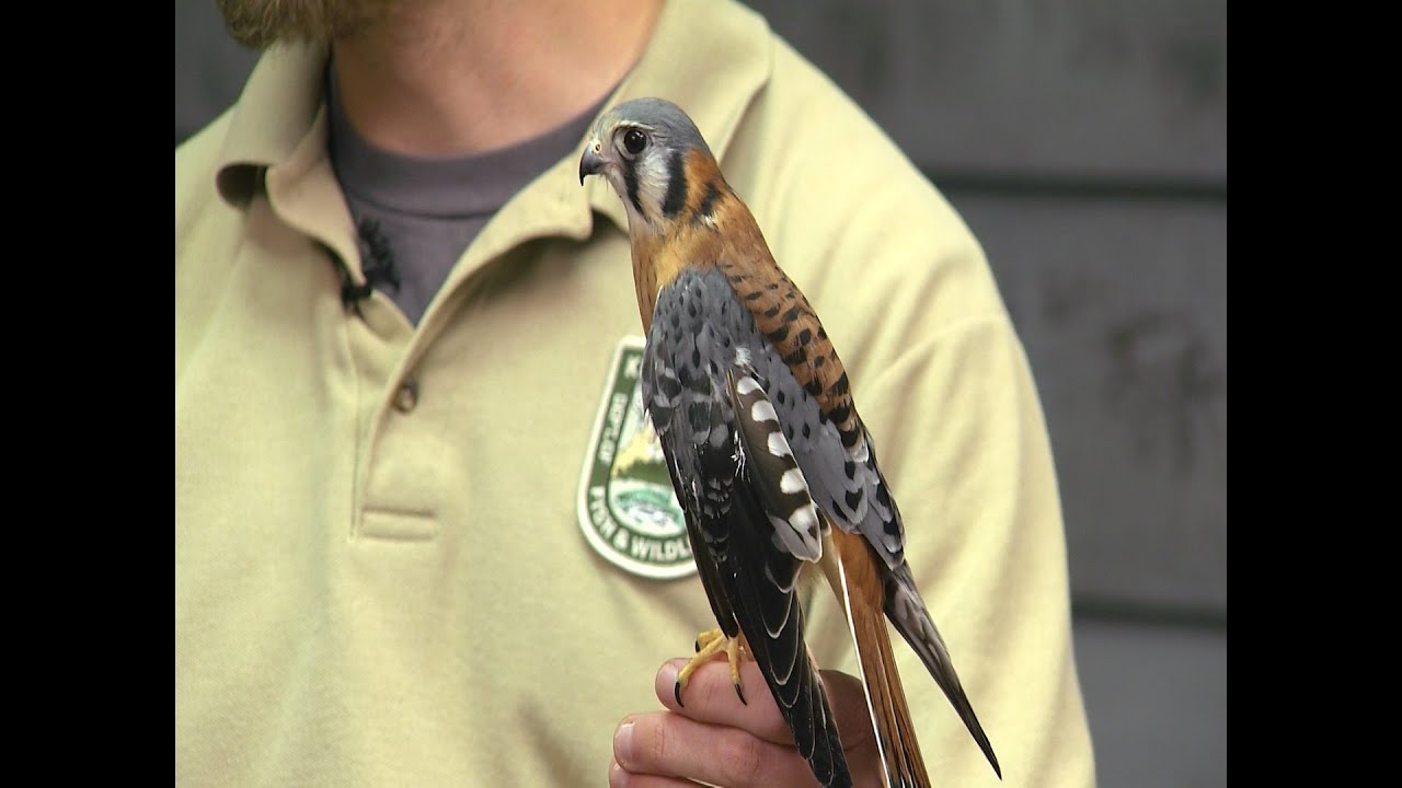 Raptors of Kentucky - YouTube