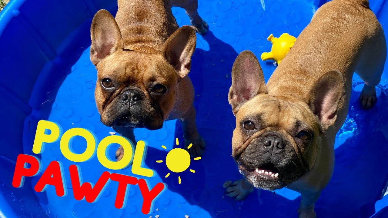 My Dogs Get a New Doggy Pool! | French Bulldog Pool Party 🐶💦☀️ - YouTube