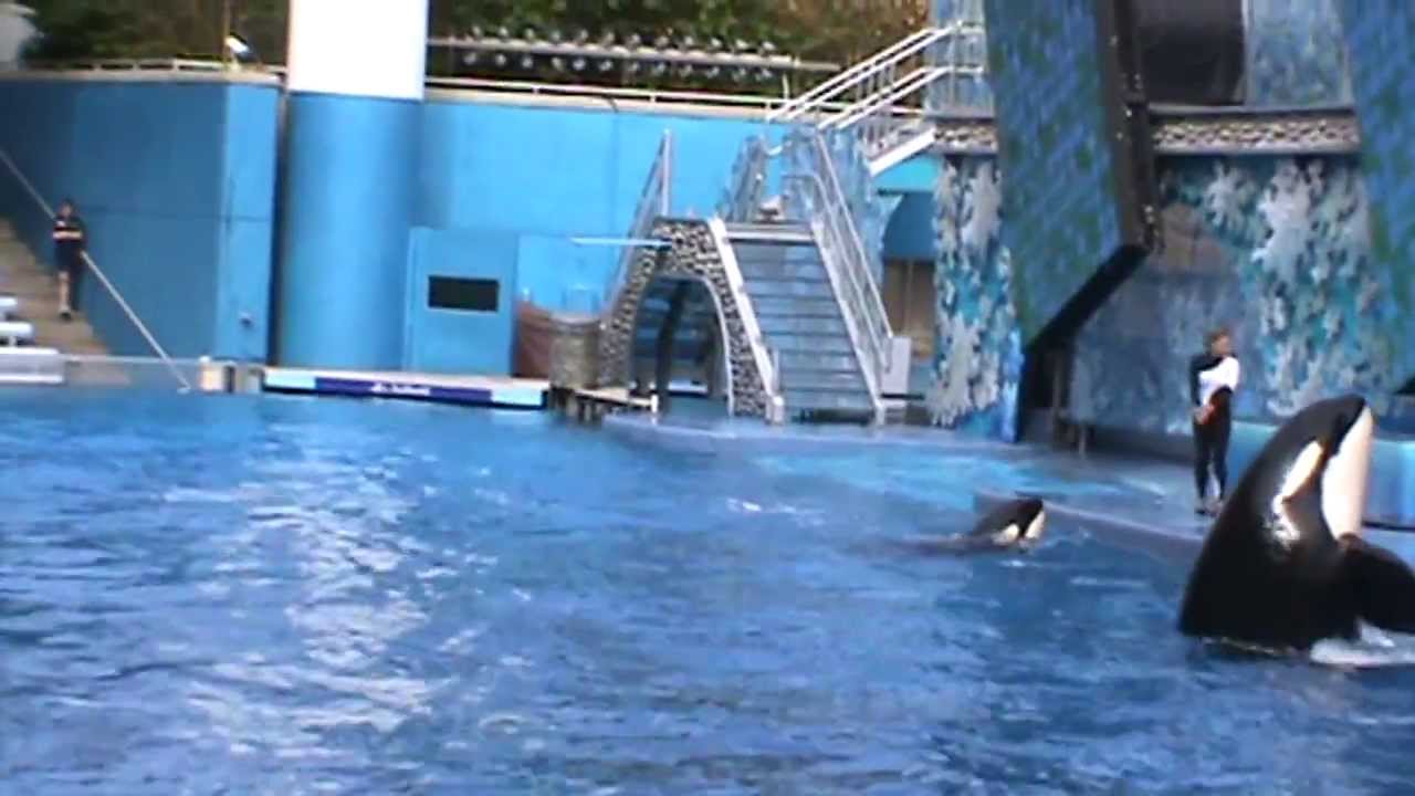 Believe - SeaWorld Orlando - YouTube