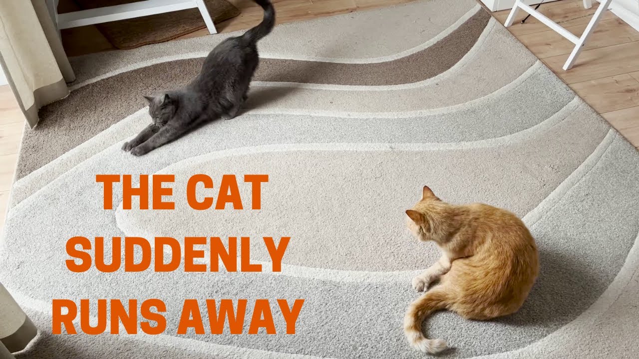 The grey cat slides on the floor when suddenly runs away from the cat ...
