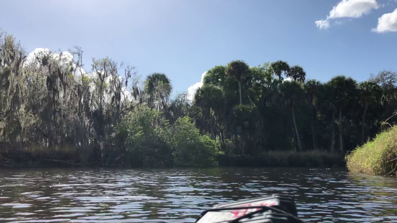 Chilling With Alligators - YouTube