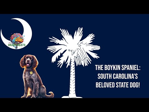 The Boykin Spaniel: South Carolina’s Beloved State Dog! | 50 States, 50 ...