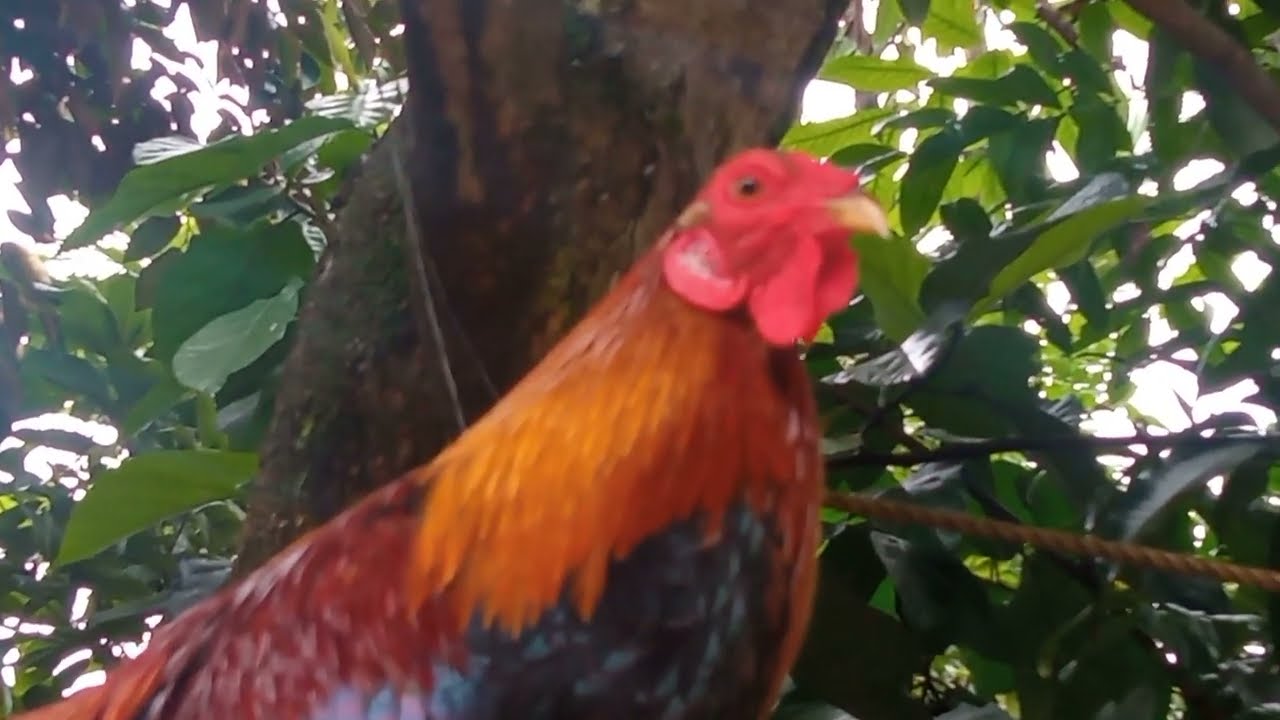 PURE PERUVIAN IMPORTED CHICKEN - YouTube