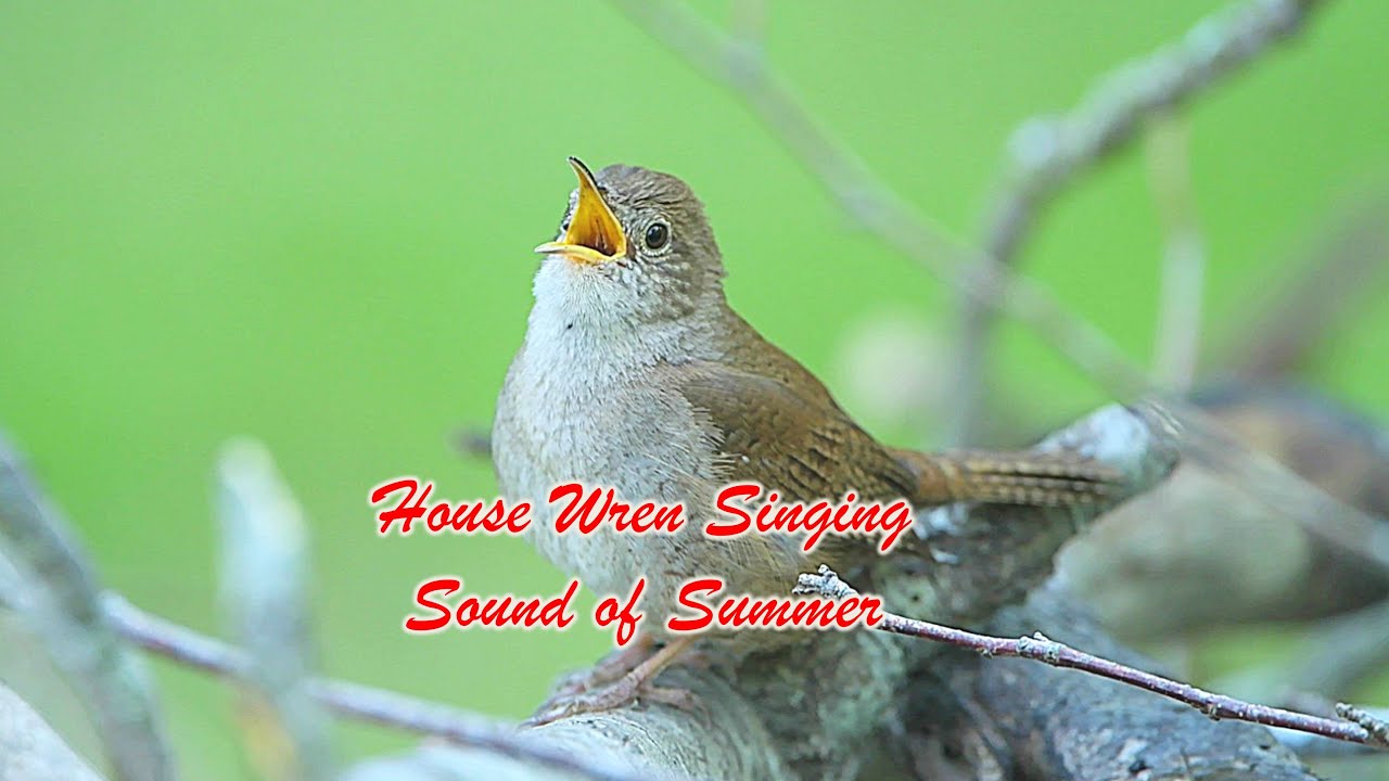 House Wren Singing in Summer-----Sound of Summer (4K) - YouTube