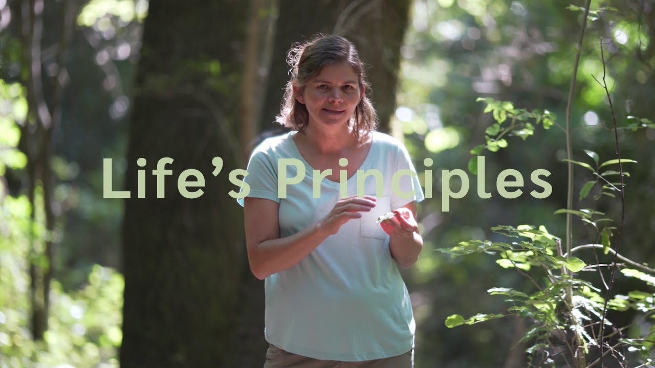 The Biomimicry Life's Principles | Biomimicry Explained - YouTube