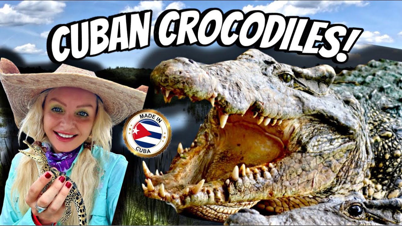 Saving Critically Endangered Cuban Crocodiles + Gatorland’s Cuban Croc ...