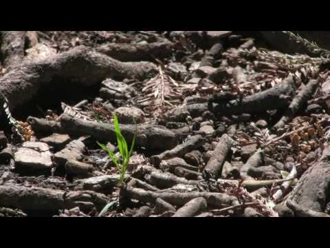 Canon HV30 - First HD Test