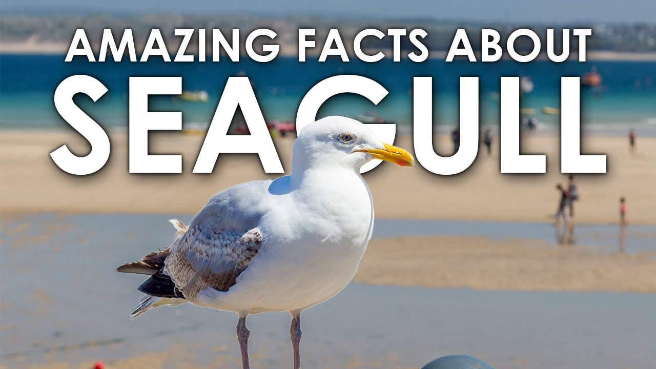 THE AMAZING LIFE OF GULL | SEAGULL | LIFE OF GULL | ANIMAL | NATURE ...