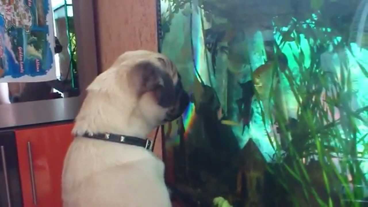 Pug catches fish - YouTube