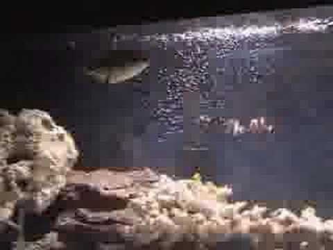 Huma Huma Trigger Eating A Goldfish - YouTube