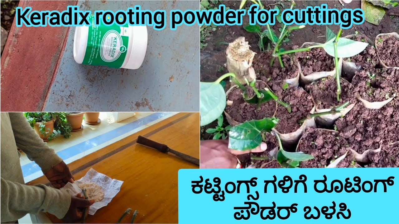 Rooting powder | Black pepper plant | keradix powder | ಕಟಿಂಗ್ಸ್ ಗಳಿಗೆ ...