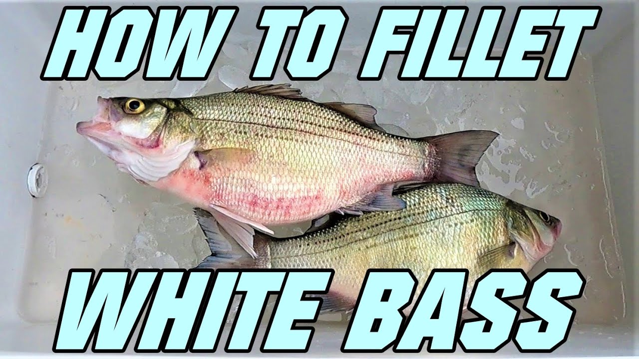 How To Fillet\Clean White Bass | Cleaning White Bass, Sand Bass ...