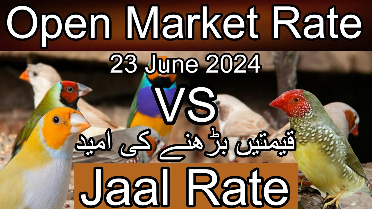 Birds price in karachi pakistan June 23, 2024 | Jaal rate update | Open ...
