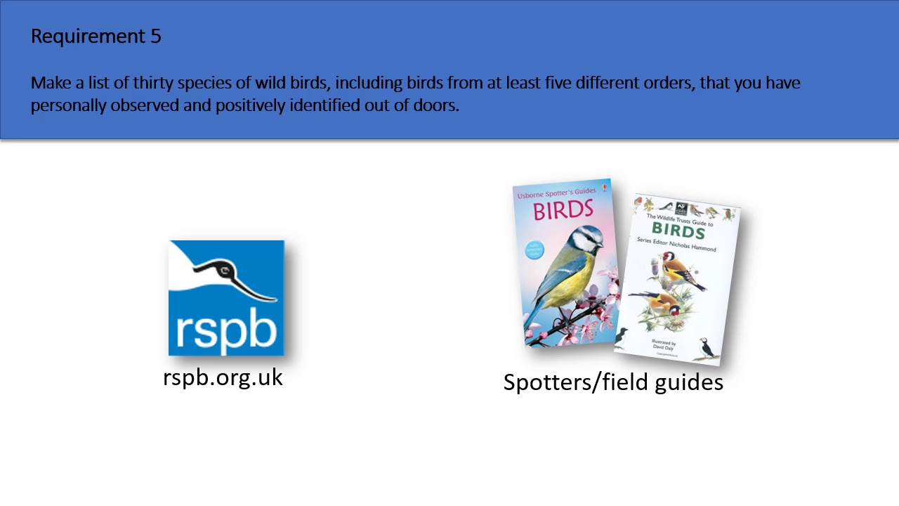 The Pathfinder Birds Honour - YouTube