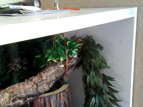 burmese python enclosure - YouTube