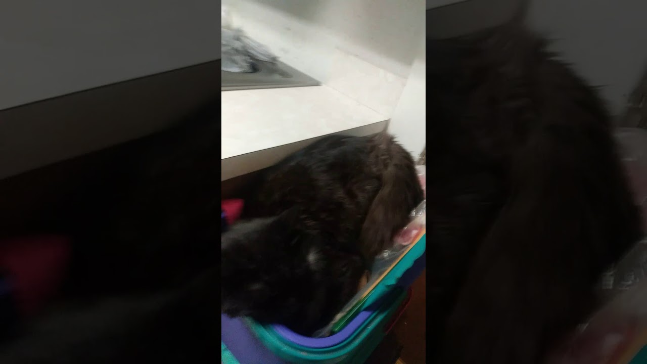 Who and What is Mr Fluff? - YouTube