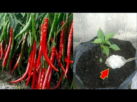 FERTILIZER CHILI PLANT At Home - YouTube