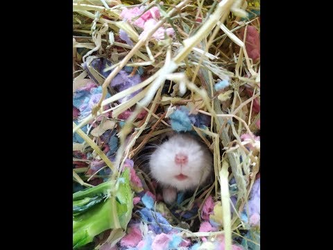 Ham Hermano - Hamster Live Stream